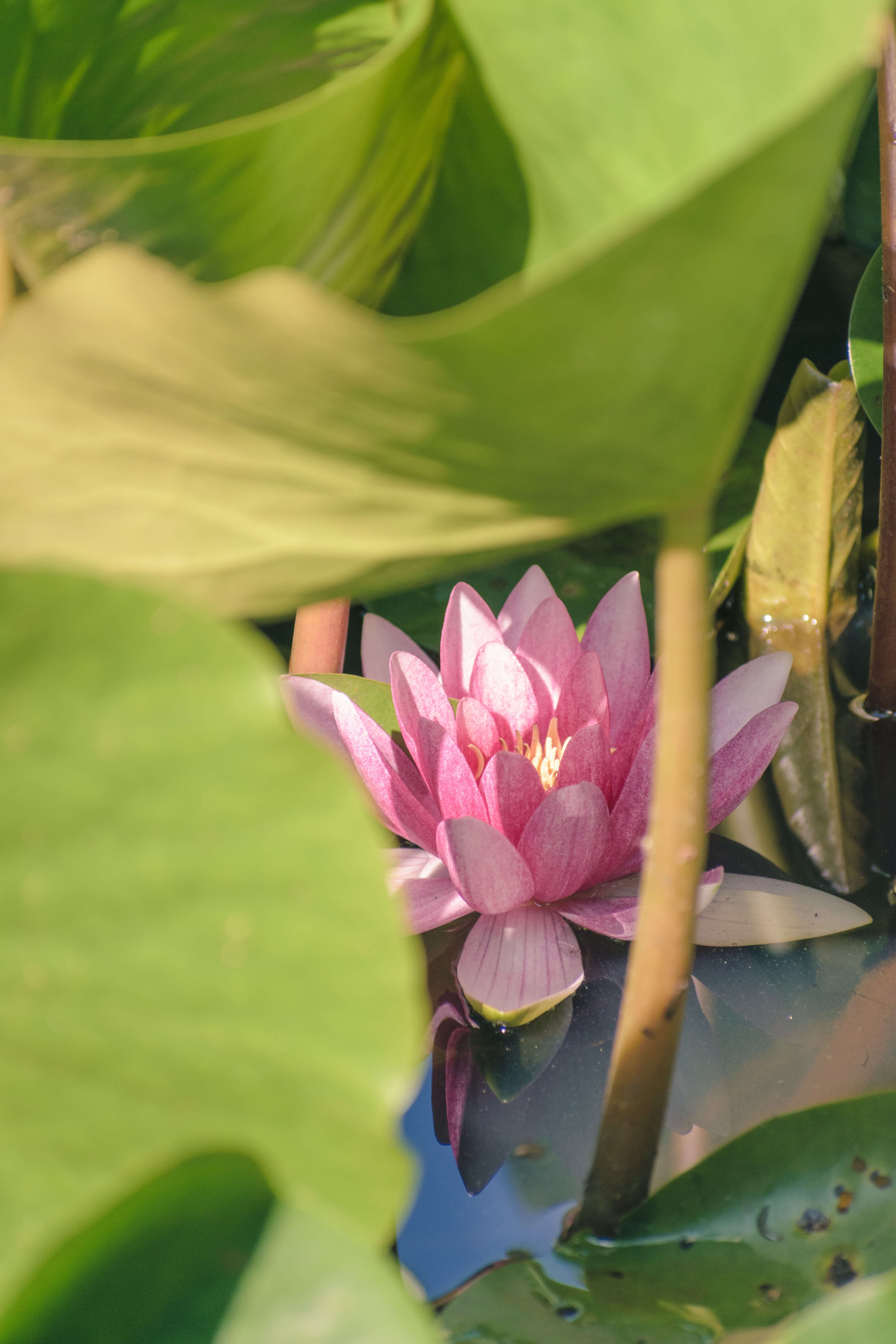 Primordial Sound Meditation - Sutras for the soul